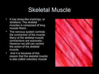 Muscular system | PPT