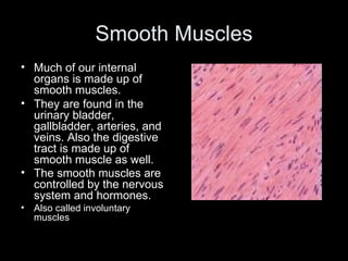 Muscular system | PPT