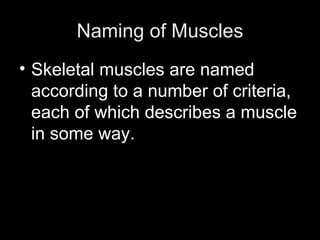 Muscular system | PPT | Free Download