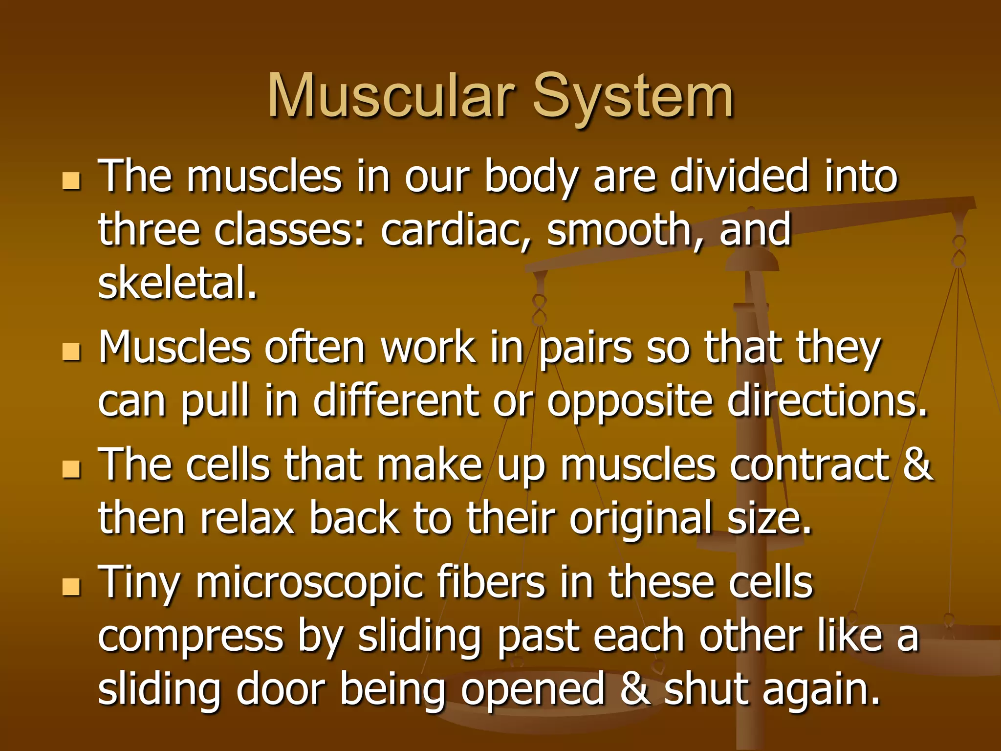 Muscular system | PPT | Free Download