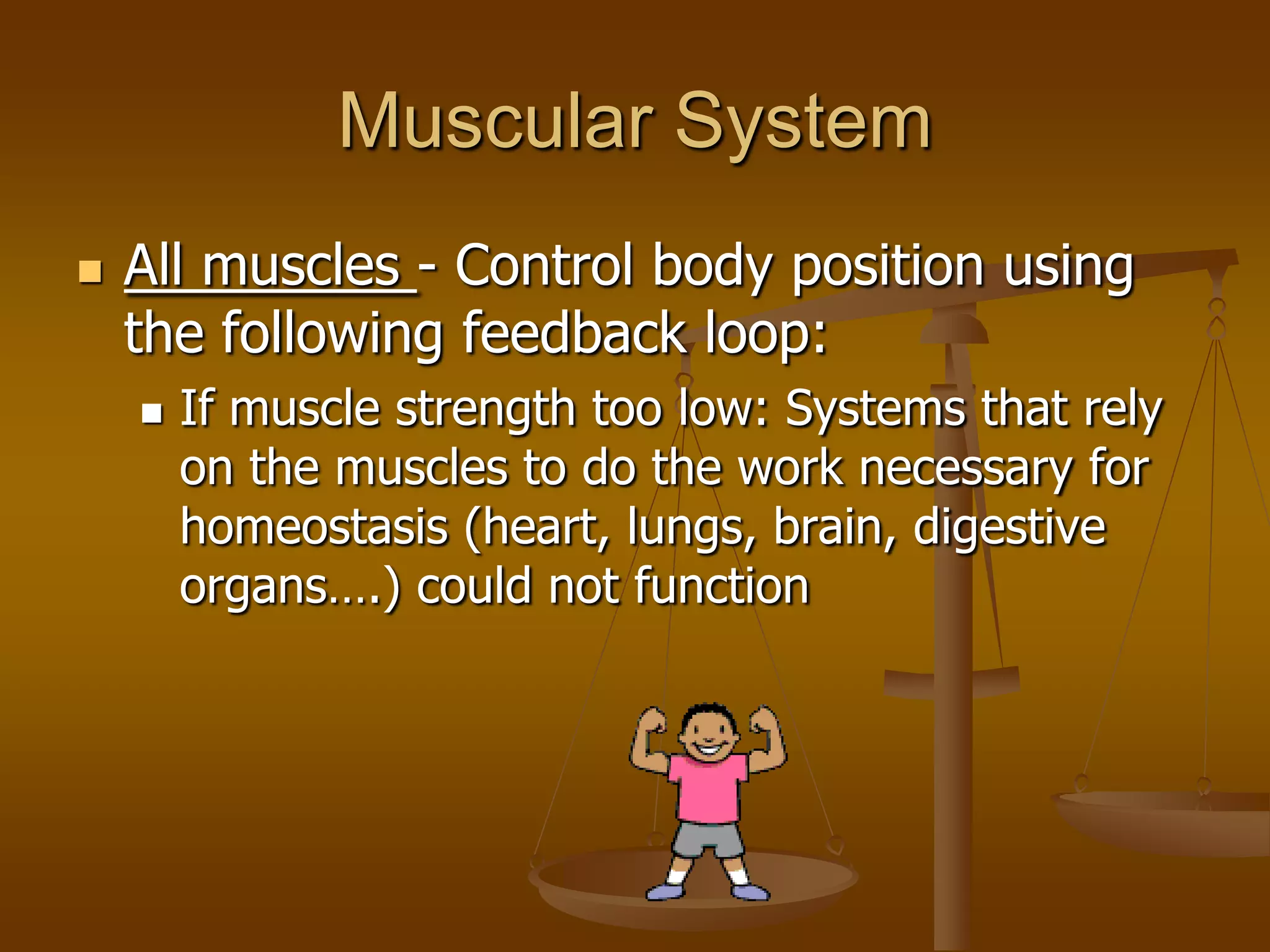 Muscular system | PPT | Free Download
