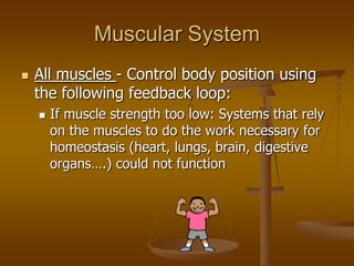 Muscular system | PPT | Free Download