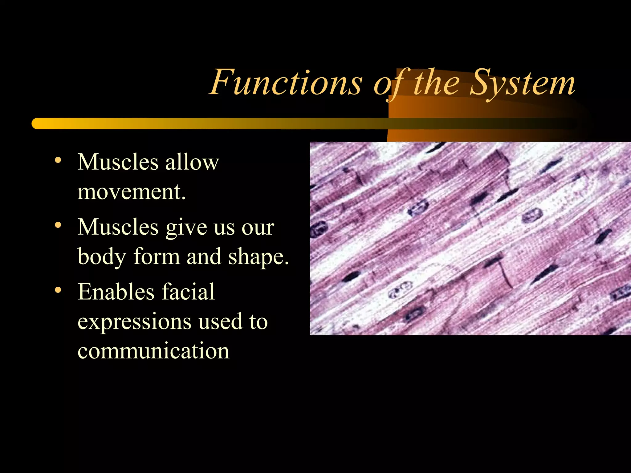 Muscular system | PPT