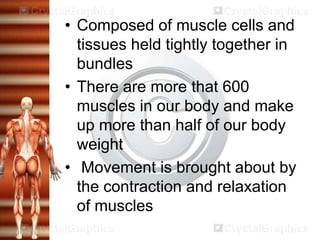 Muscular system | PPTX | Bodybuilding | Sports