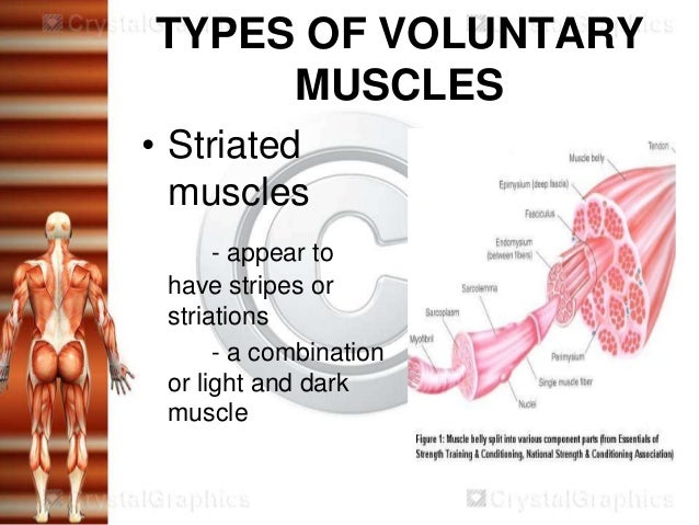Muscular system