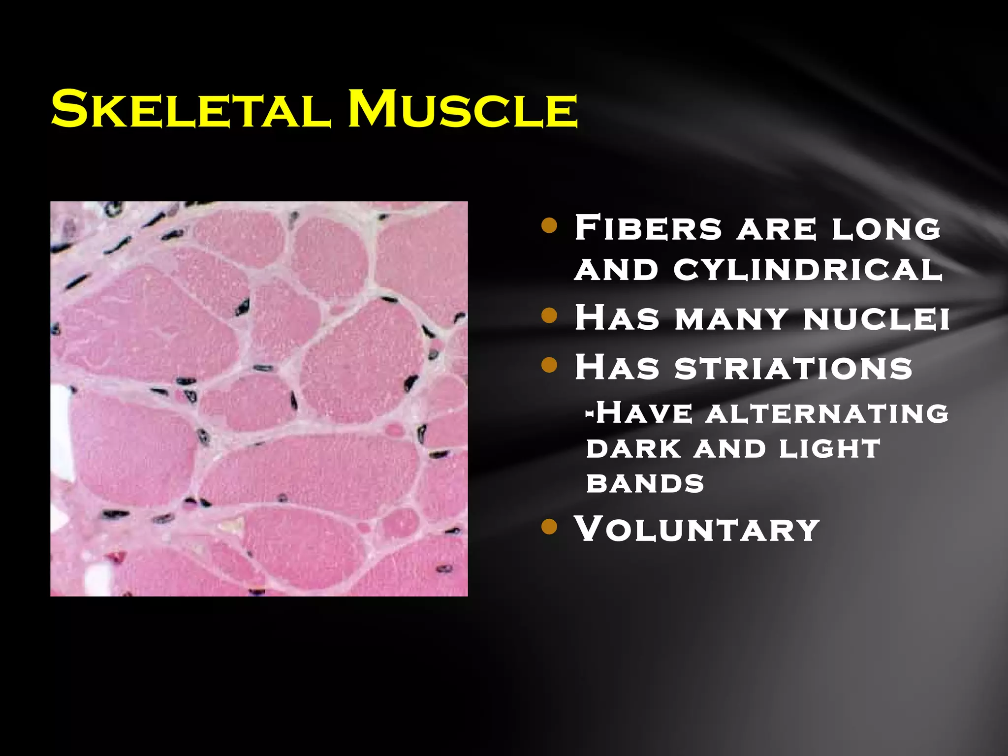 Muscular system: M- mobility, U- unity, S- strength, C- coordination, L ...