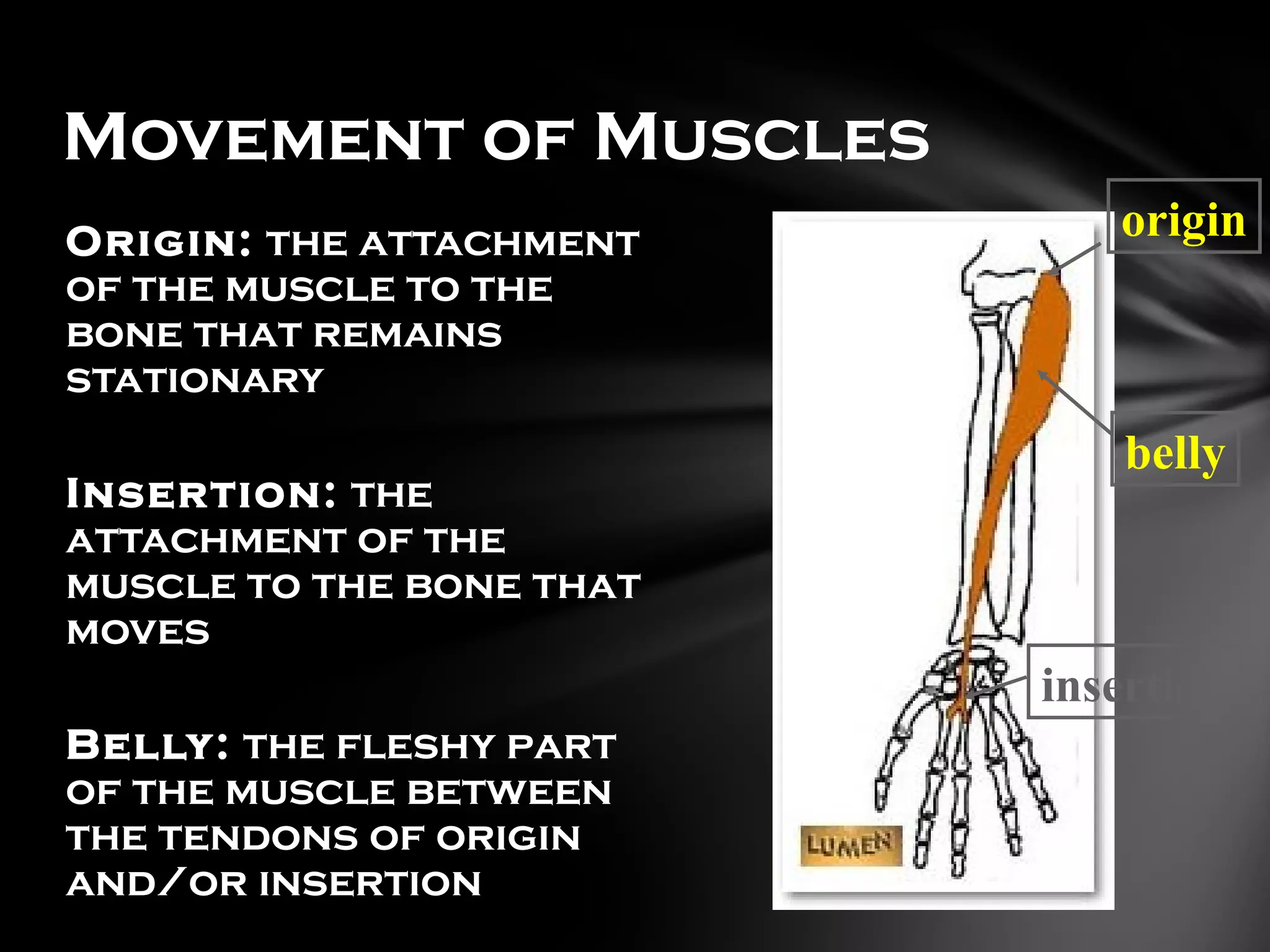 Muscular system: M- mobility, U- unity, S- strength, C- coordination, L ...