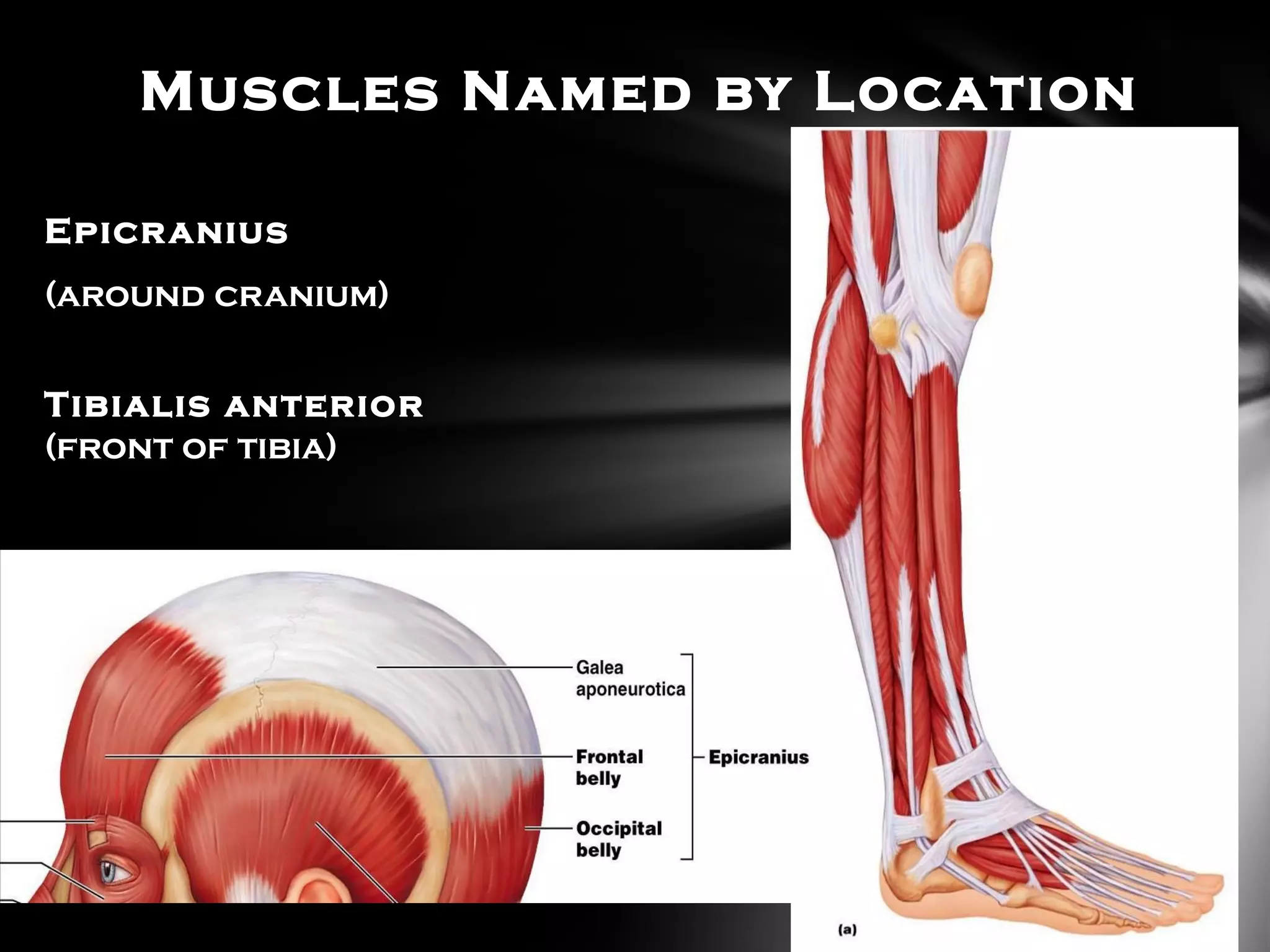 Muscular system: M- mobility, U- unity, S- strength, C- coordination, L ...
