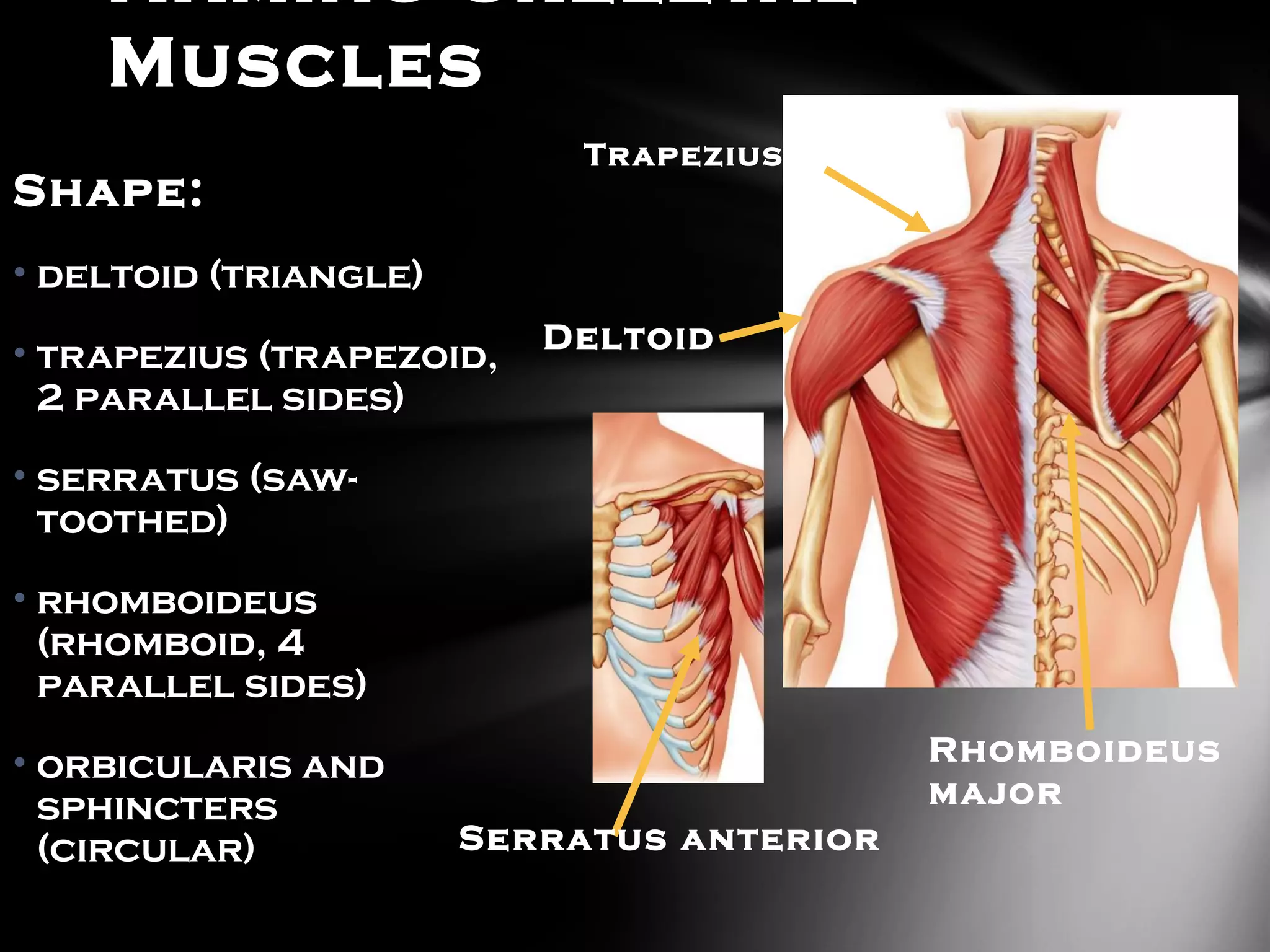 Muscular system: M- mobility, U- unity, S- strength, C- coordination, L ...
