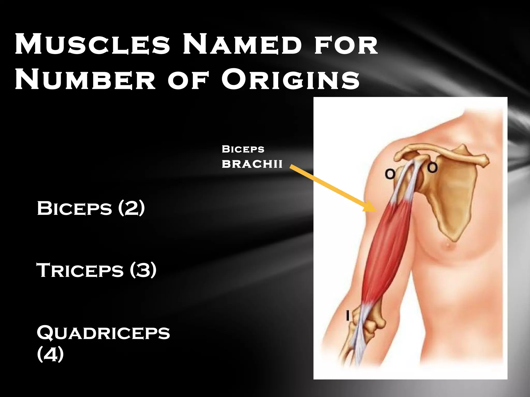 Muscular system: M- mobility, U- unity, S- strength, C- coordination, L ...
