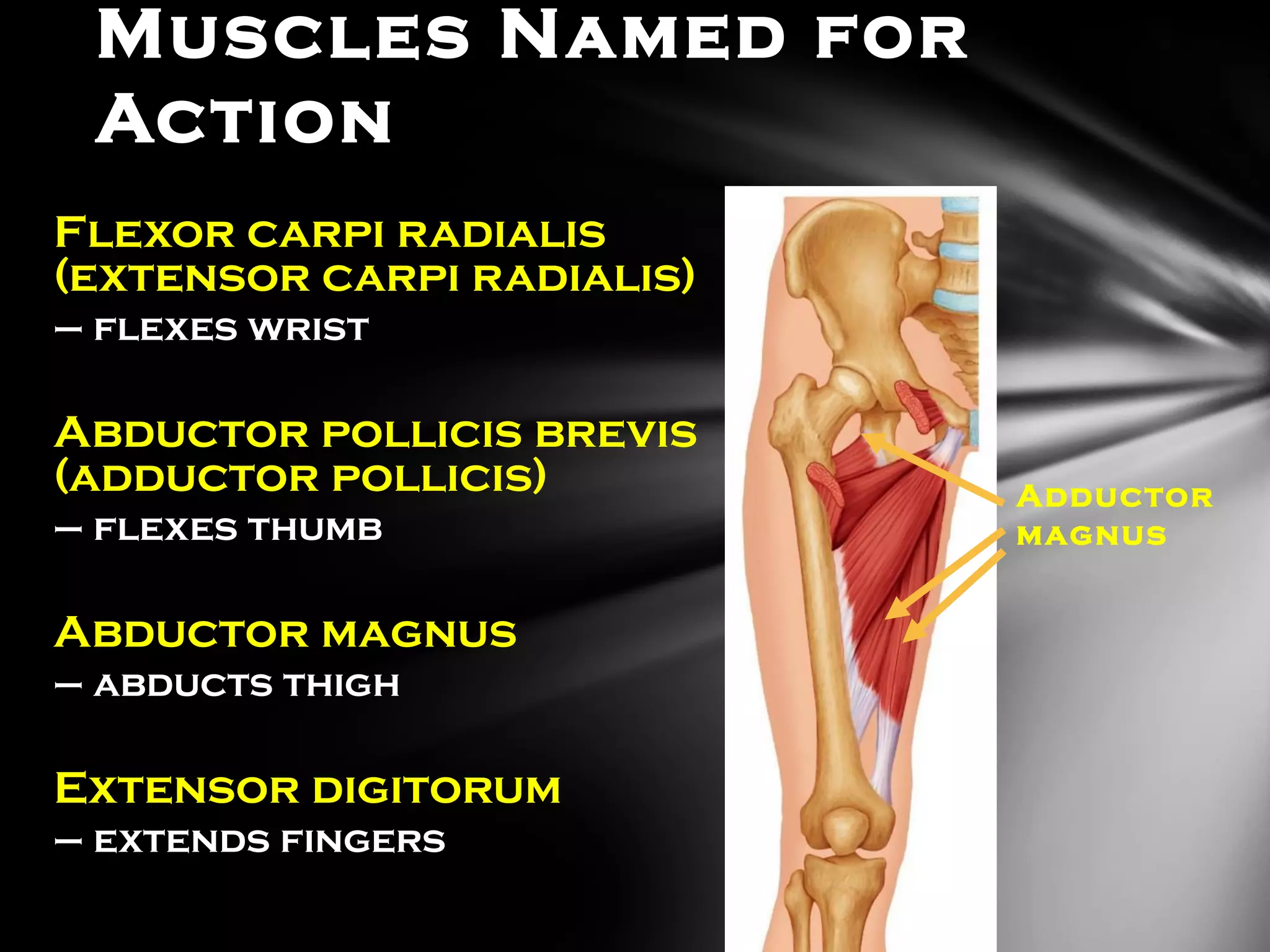Muscular system: M- mobility, U- unity, S- strength, C- coordination, L ...