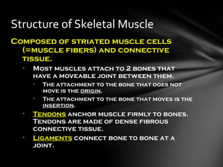 Muscular system: M- mobility, U- unity, S- strength, C- coordination, L ...