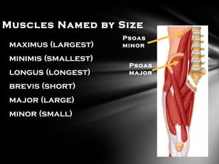 Muscular system: M- mobility, U- unity, S- strength, C- coordination, L ...