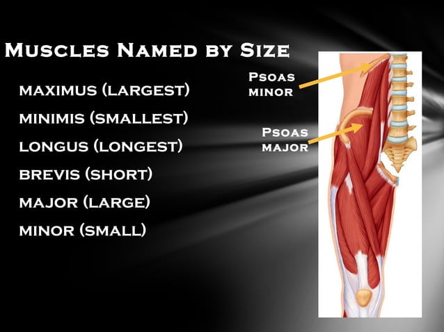 Muscular system: M- mobility, U- unity, S- strength, C- coordination, L ...