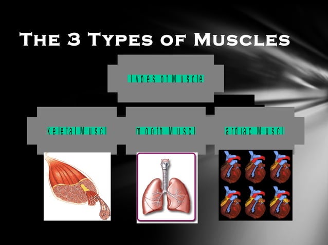 Muscular system: M- mobility, U- unity, S- strength, C- coordination, L ...