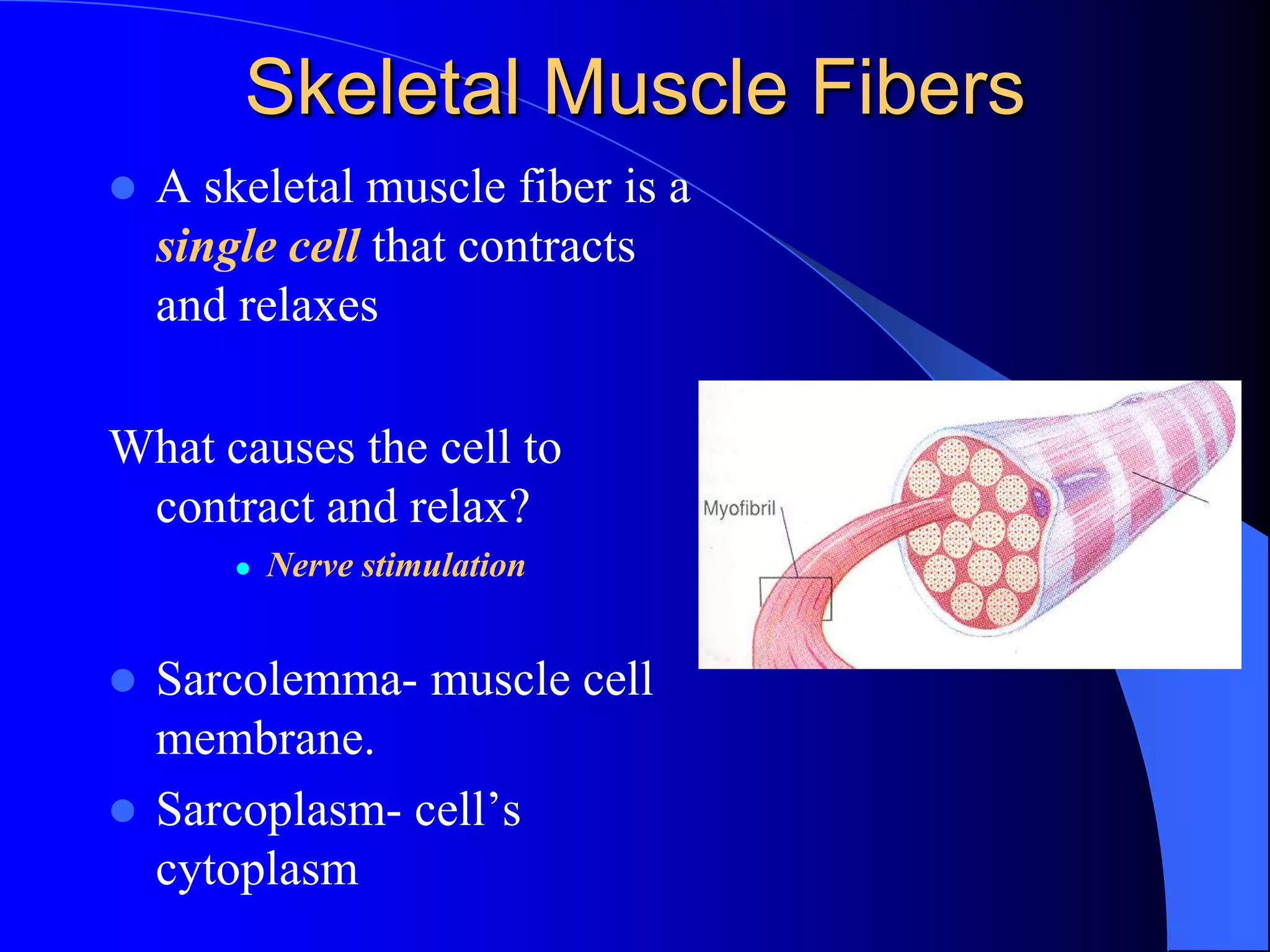 Muscular system | PPT