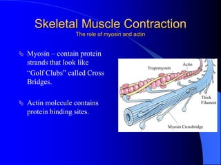 Muscular system | PPT
