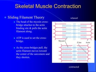 Muscular system | PPT