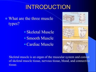 Muscular system | PPT