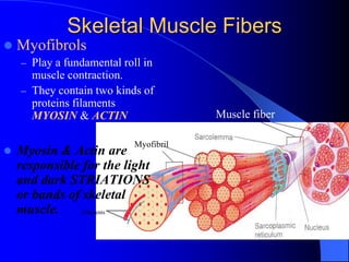Muscular system | PPT