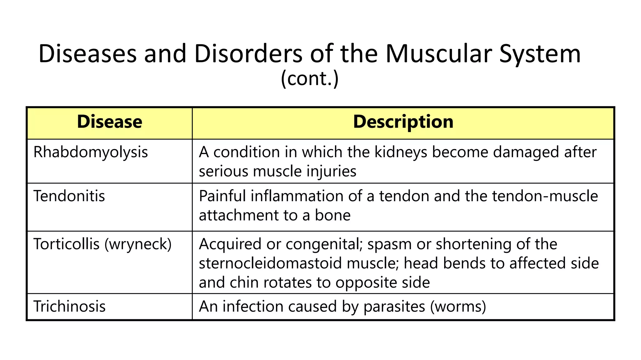 Muscular system | PPTX