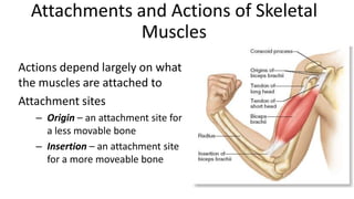 Muscular system | PPT