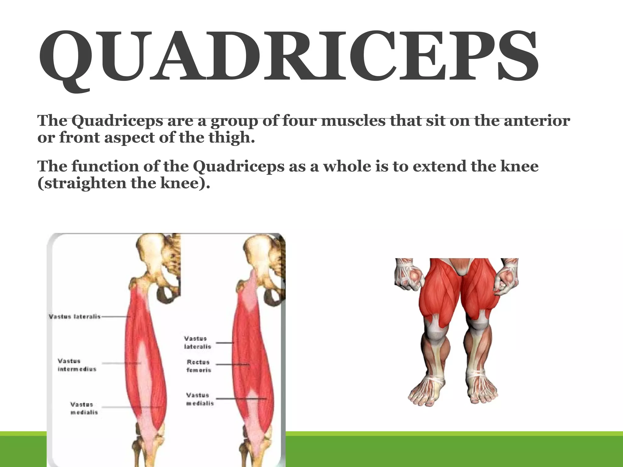 Muscular system | PPT