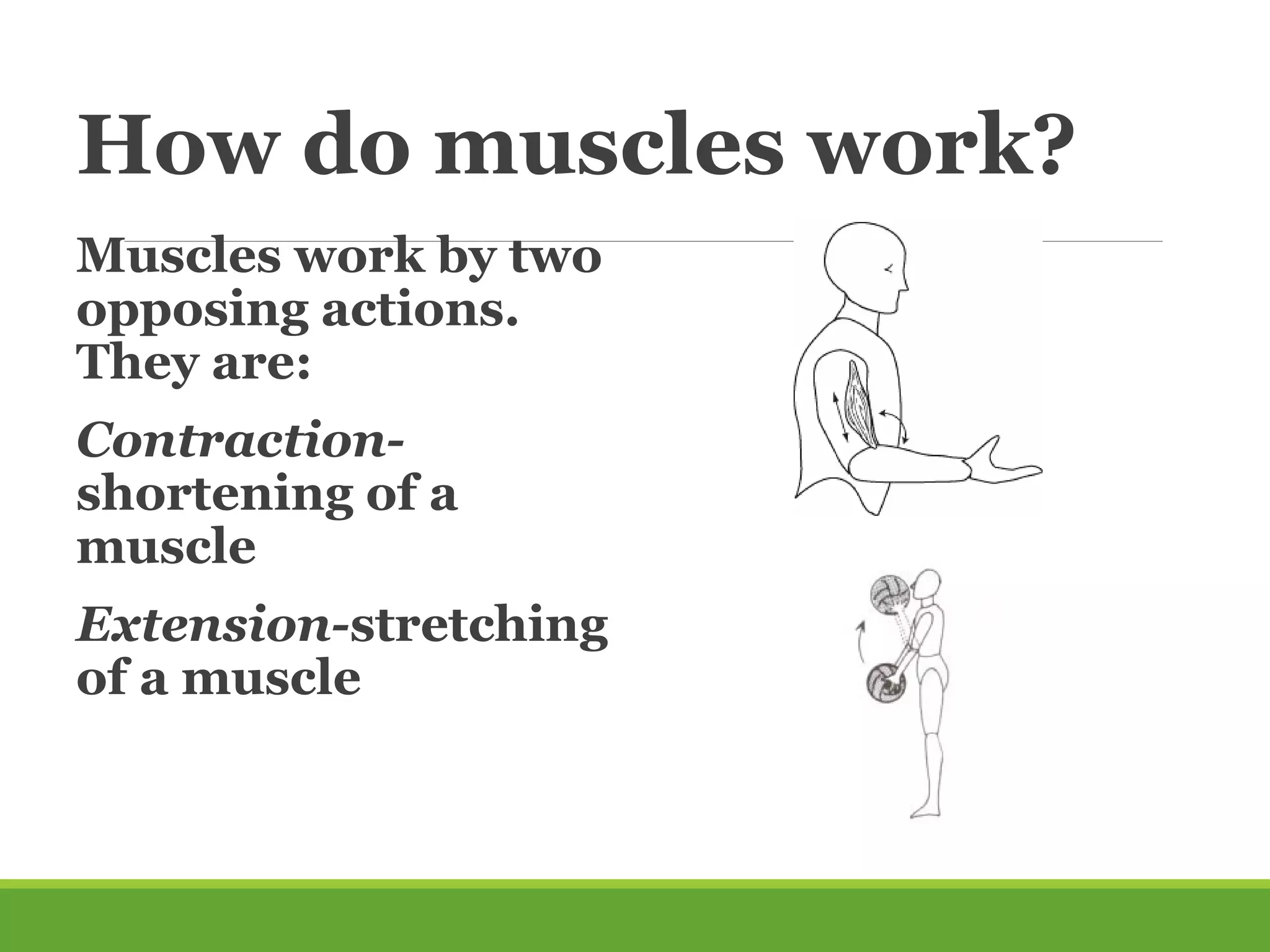 Muscular system | PPT