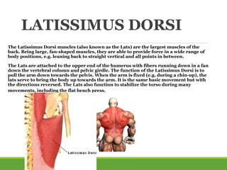 Muscular system | PPT