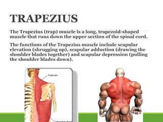 Muscular system | PPT