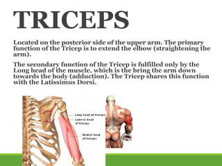 Muscular system | PPT