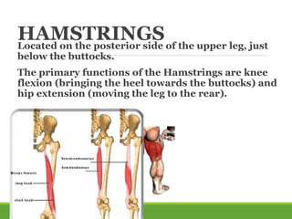 Muscular system | PPT