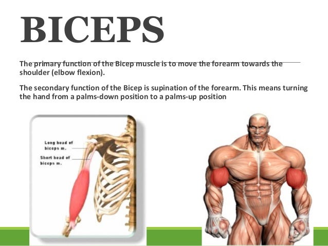 Functions Of The Biceps Femoris Muscle Preview Human Musculus Biceps