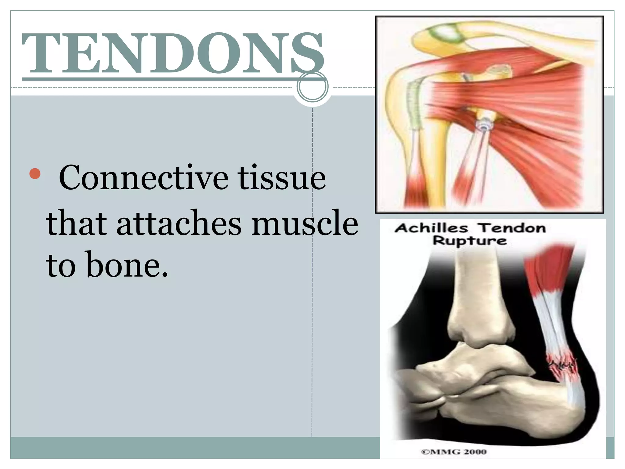 Muscular System for F.S 4 | PPT
