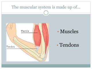 Muscular System for F.S 4 | PPT