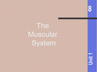 Muscular system | PPT