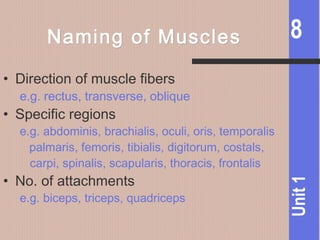 Muscular system | PPT
