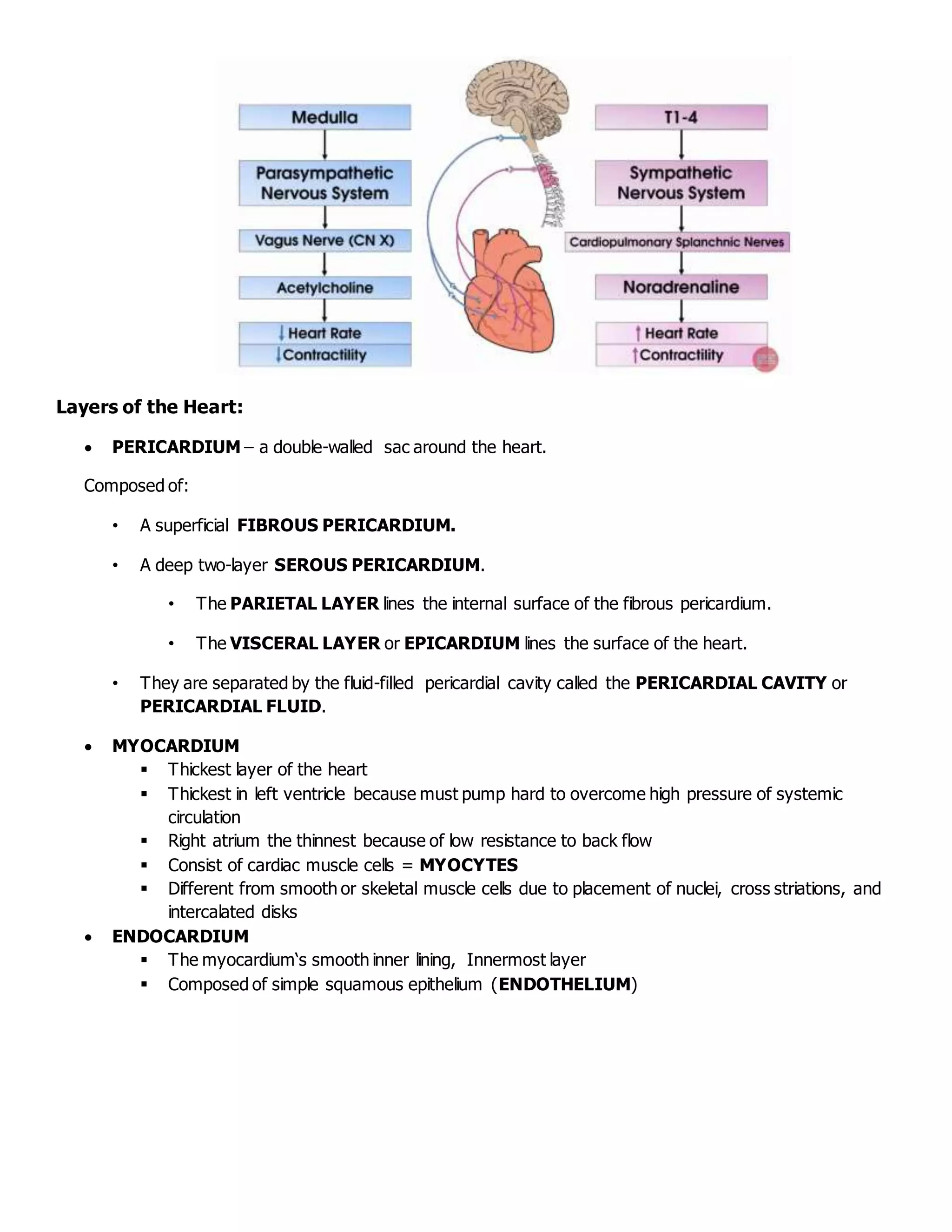 Muscular System: The Cardiac Muscle (Heart) | DOCX