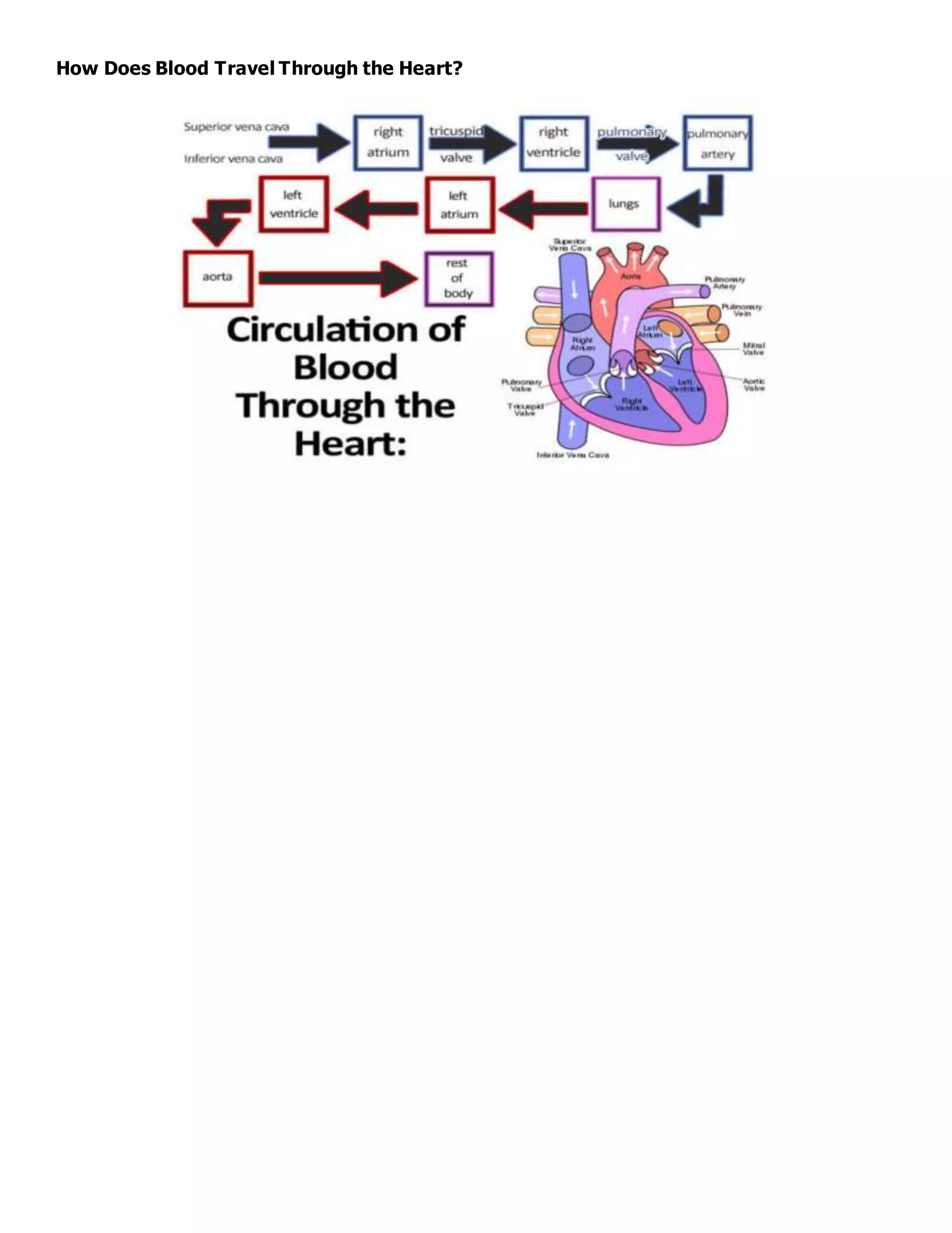 Muscular System: The Cardiac Muscle (Heart) | DOCX