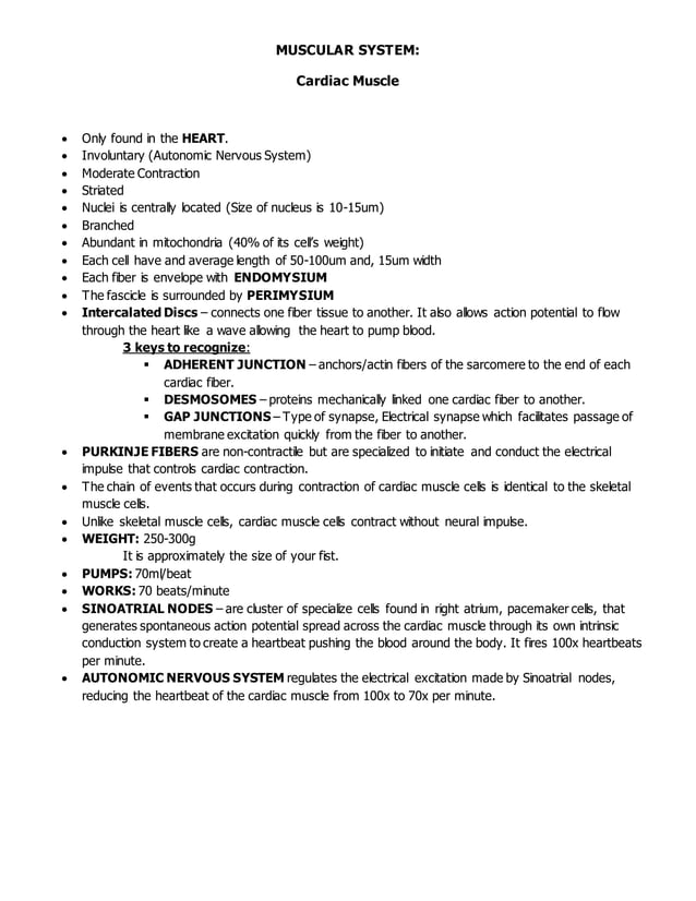 Muscular System: The Cardiac Muscle (Heart) | PDF