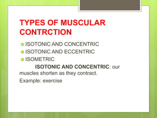 Muscular system | PPTX | Physical Therapy | Wellness