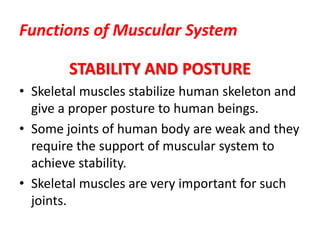 Muscular system | PPTX