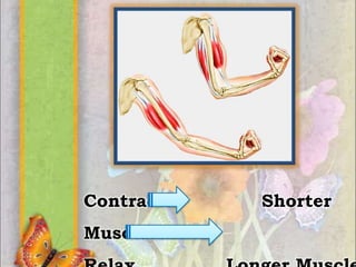 Muscular system | PPT