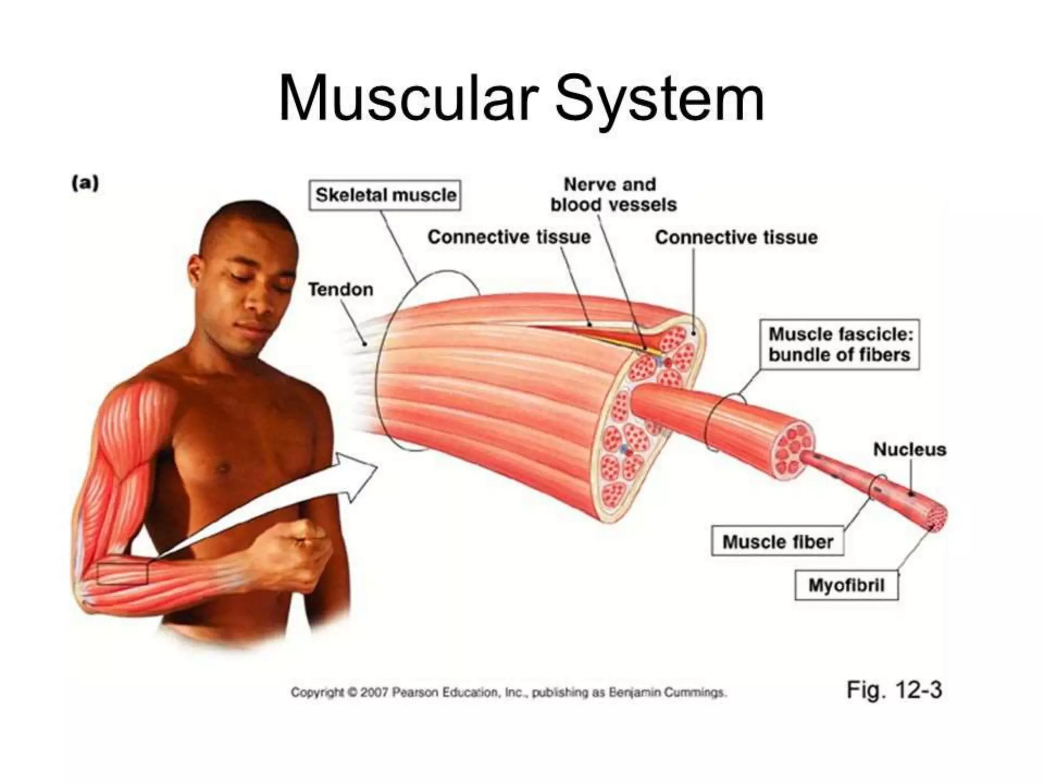 The Muscular System of Human Body | PPTX