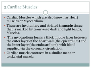 The Muscular System of Human Body | PPTX