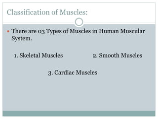 The Muscular System of Human Body | PPTX