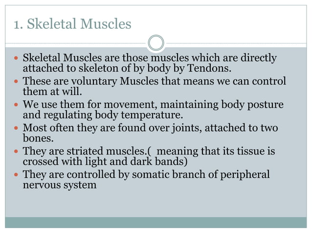 The Muscular System of Human Body | PPT