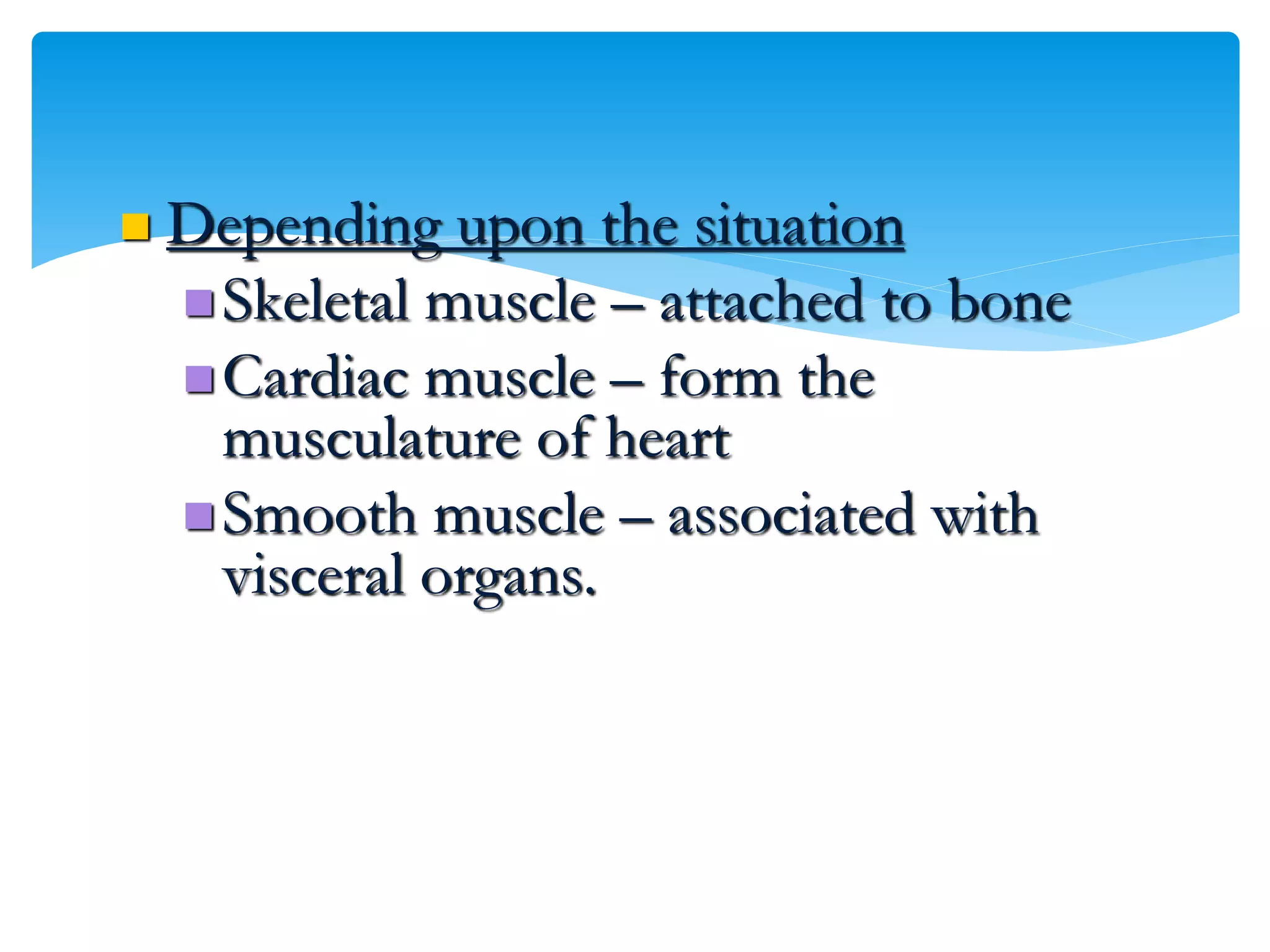 Muscular system | PPTX