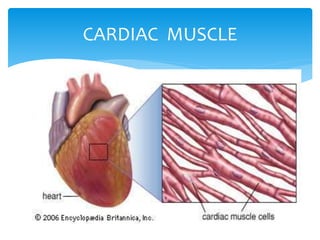 Muscular system | PPTX