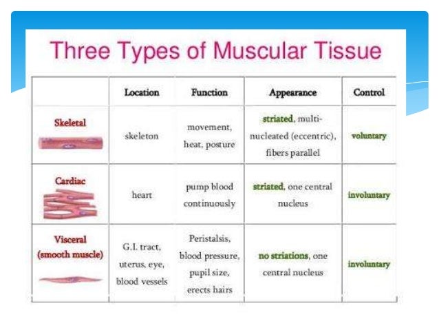 Human Body Muscles Functions Classification And Significance